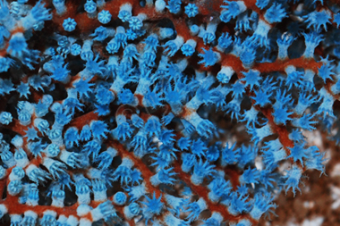 Blueberry Gorgonian - Acalycigorgia spp.