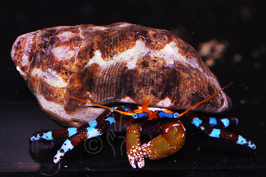 Electric Blue Knuckle Hermit Crab - Calcinus elegans