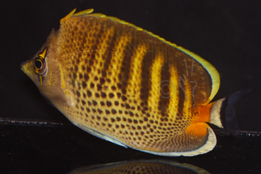 Punctato Butterflyfish - Chaetodon punctatofasciatus