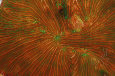 Diaseris Plate Coral - Diaseris fragilis