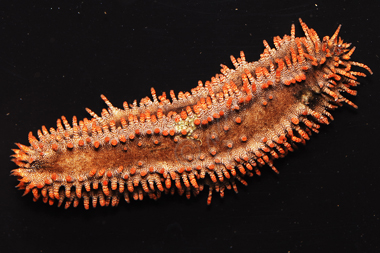 Atlantic Sand Cucumber - Holothuria spp.