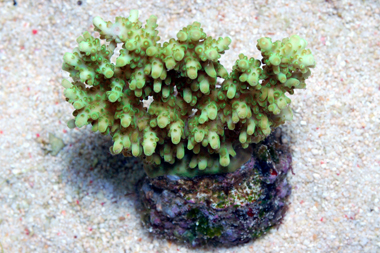 Super Green Efflo Acro - Maricultured - Acropora efflorescens