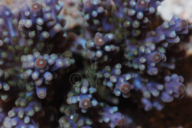 TriColor Acro - Cultured - Acropora valida