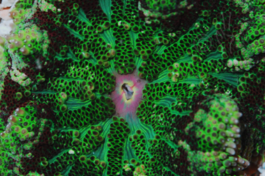 Maxi-Mini Pizza Anemone - Stichodactyla tapetum