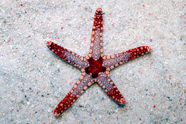 Red Tile Starfish - Fromia monilis