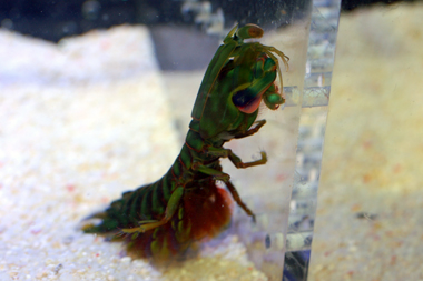 Purple Shrimp