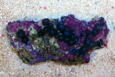Blue Zoanthids - Zoanthus spp.