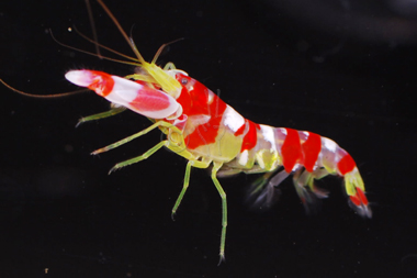 Candy Stripe Pistol Shrimp - Alpheus spp.