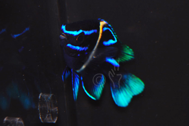 Blue Velvet Damselfish