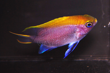 Blue Fin Damselfish - Neoglyphidodon melas