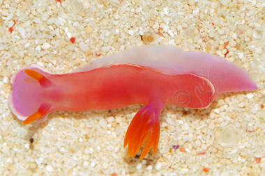 Purple Nudibranch - Chromodoris spp.