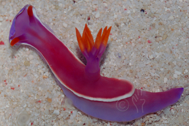 Purple Nudibranch - Chromodoris spp.