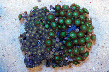 Ultra Neon Green Button Polyps and Golden Galactic Zoanthids ...