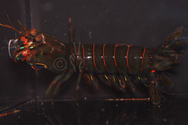 Purple Spot Mantis Shrimp - Gonodactylus smithii