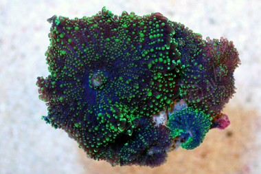 Neon Green Tip Blue/Purple Ricordea Yuma Mushrooms - Ricordea yuma