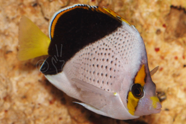 Orangetail Blue Damselfish - Chrysiptera cyanea-Male