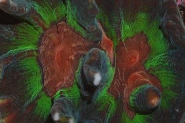 Spiny Pectinia Cup Coral - Pectinia paeonia