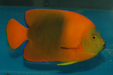 Clarion Angelfish - RARE - Holacanthus clarionensis