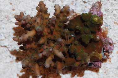 Colored Acro - Acropora loripes