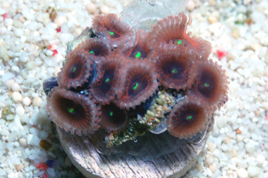 Red Ring People Eaters - BZA Cultured - Palythoa spp.