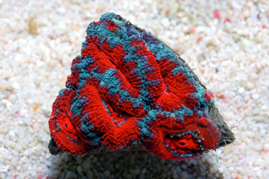 Red and Blue Acan Lord - Acanthastrea lordhowensis