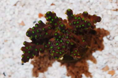 TriColor Acro Frag - Acropora valida