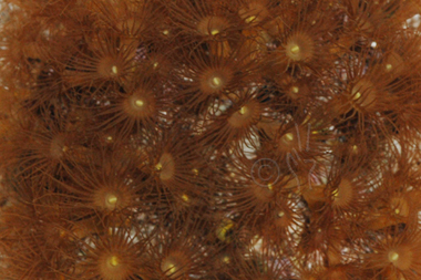 Yellow Polyps - Parazoanthus spp.
