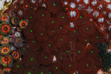 Mixed Polyp Rock - Various polyps