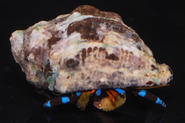 Electric Blue Knuckle Hermit Crab - Calcinus elegans
