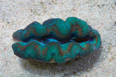 Emerald Green Crocea Clam - Tridacna crocea