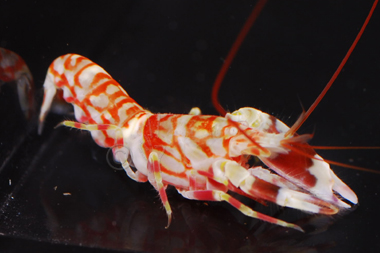 Tiger Pistol Shrimp - Alpheus bellulus