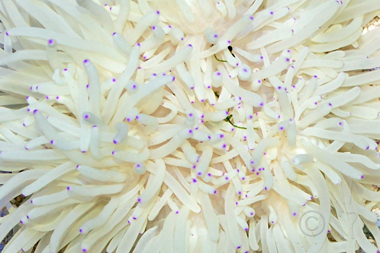 Purple Tip Sebae Anemone - Heteractis crispa