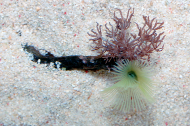 Green and Yellow Dwarf Feather Duster with Xenia - Bispira spp./Xenia spp.