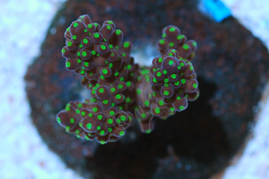 Tri Color Acro - Cultured - Acropora valida