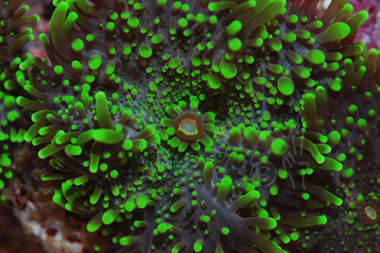 Neon Green Tip Ricordea Rock - Ricordea yuma