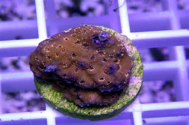 ORANGE FLOWERING PAVONA - PAVONA MALDIVENSIS