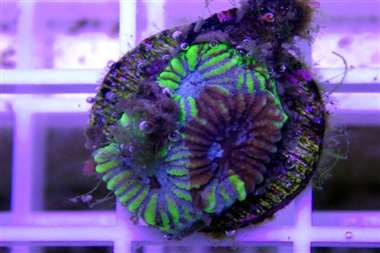 Green Striped Favia Brain - Favia spp.