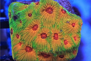 Fascination Favites Brain; Cultured - Favites sp.