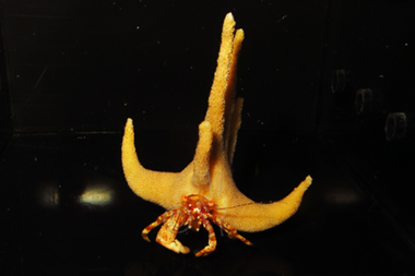 Staghorn Hermit Crab - Manucomplanus varians