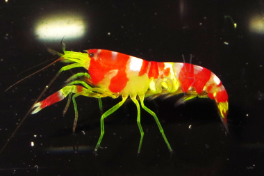 Candy Stripe Pistol Shrimp - Alpheus spp.