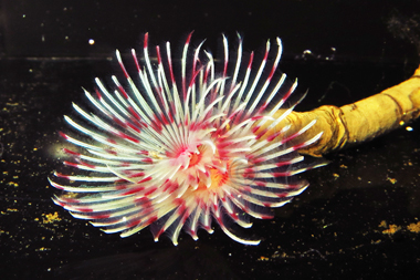 Pink and White Dwarf Feather Duster - Bispira spp.