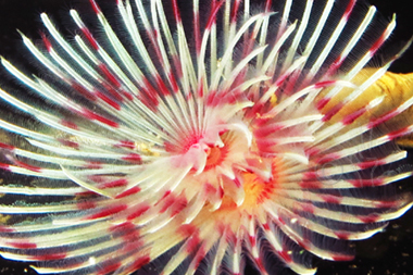 Pink and White Dwarf Feather Duster - Bispira spp.