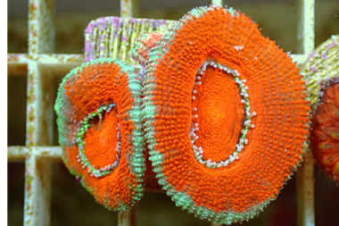 Red and Green Acan Lord - Acanthastrea lordhowensis