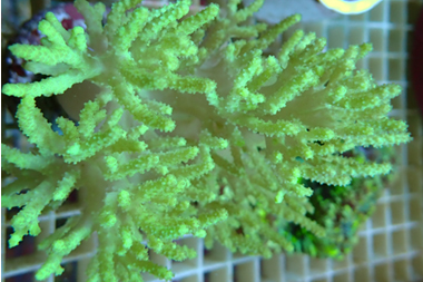 Green Spaghetti Leather - Sinularia flexibilis