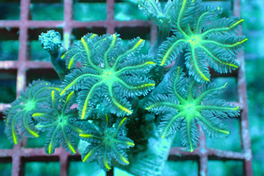 Green Glove Polyps - Clavularia spp.