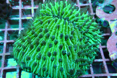 Ultra Green Plate Coral - Fungia spp.