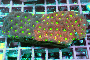 Green and Red War Coral - Favites spp.