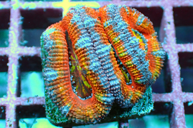 Rainbow Acan Lord - Acanthastrea lordhowensis