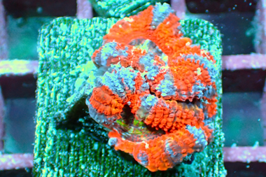 Multi Color Acan Lord - Acanthastrea lordhowensis