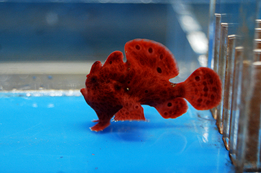 TOP 50 Red Angler - Antennarius spp.